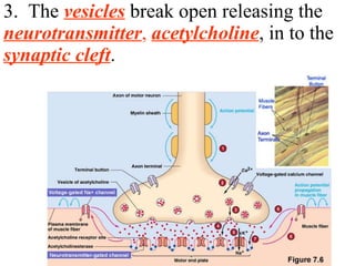 Action potential notes | PPT