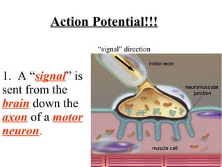 Action potential notes | PPT