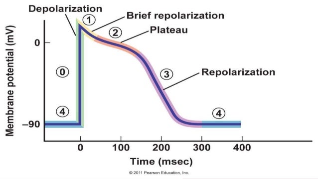 Action potential of heart