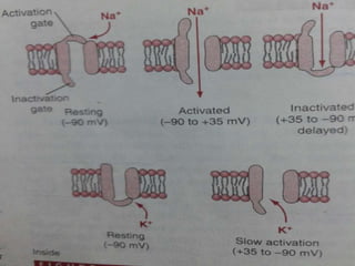 ACTION POTENTIALS.pptx