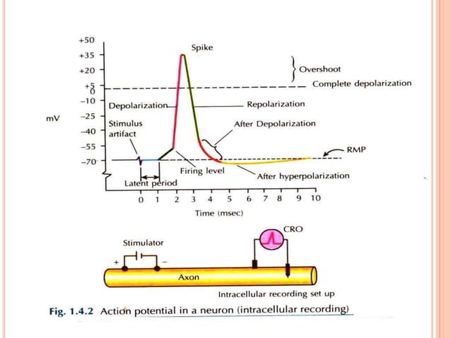 ACTION POTENTIALS.pptx