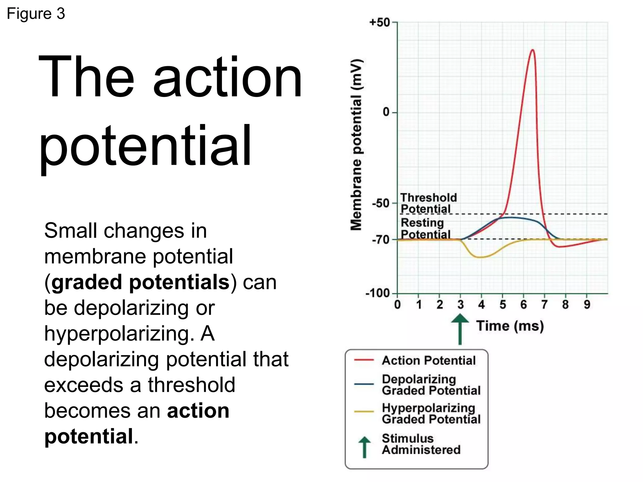 Action potentials animal systems | PPTX