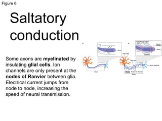 Action potentials animal systems | PPTX