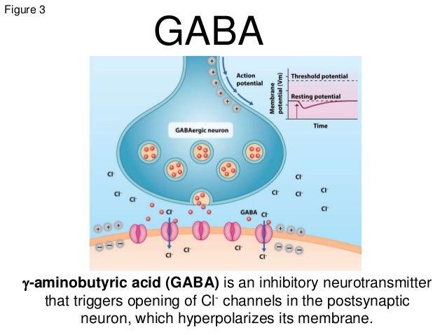 Action potentials animal systems