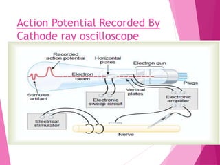 Action potential By Dr. Mrs. Padmaja R Desai | PPTX