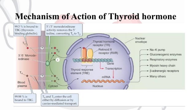 Mechanism of Action & Functions of Thyroid Hormone I Endocrine ...