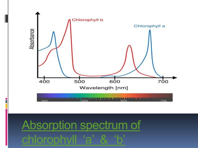 Action spectrum | PPT