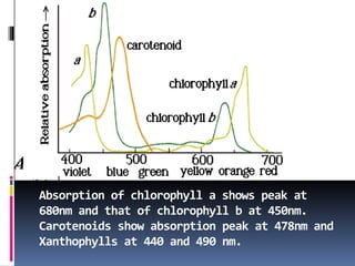 Action spectrum | PPTX