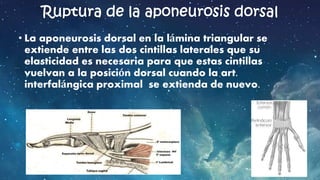 Actitudes patológicas de la mano y dedos | PPTX
