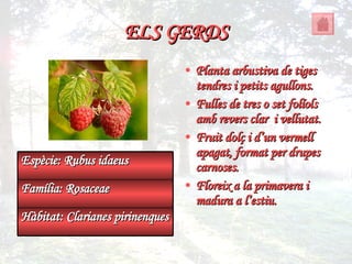 Els fruits del bosc | PPT