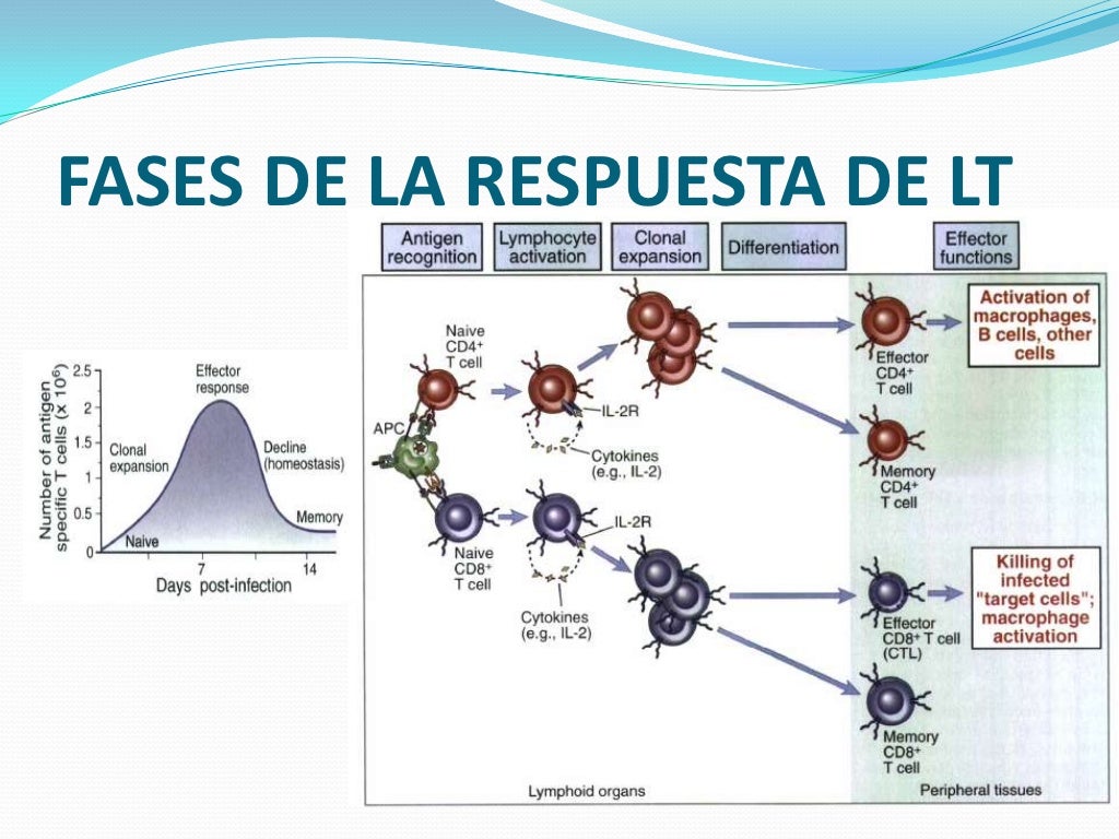 Activación De Linfocitos T
