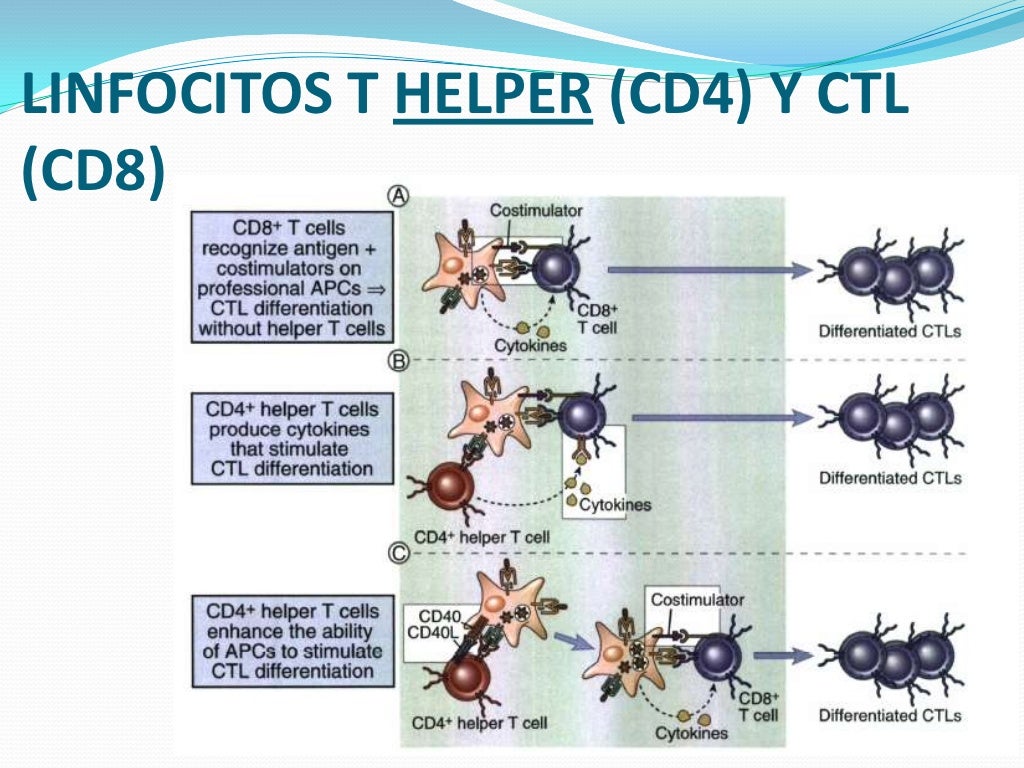 Activación De Linfocitos T