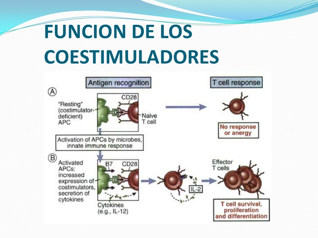 Activación De Linfocitos T