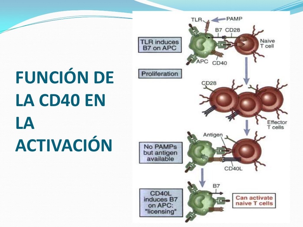 Activación De Linfocitos T
