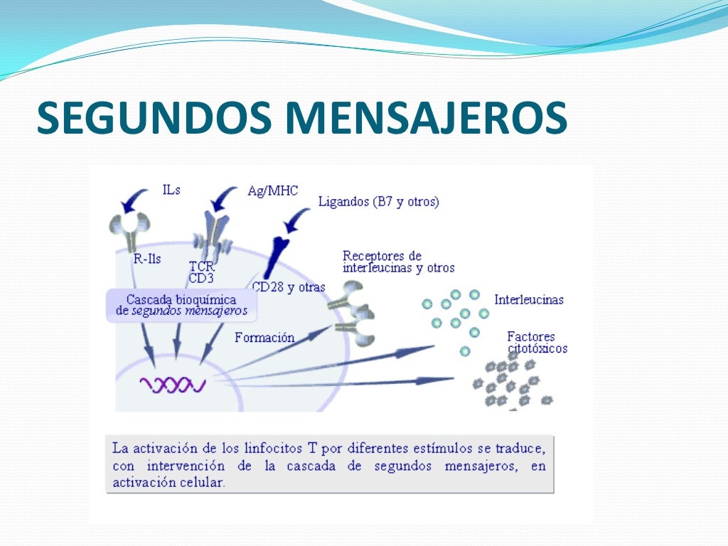 Activación De Linfocitos T