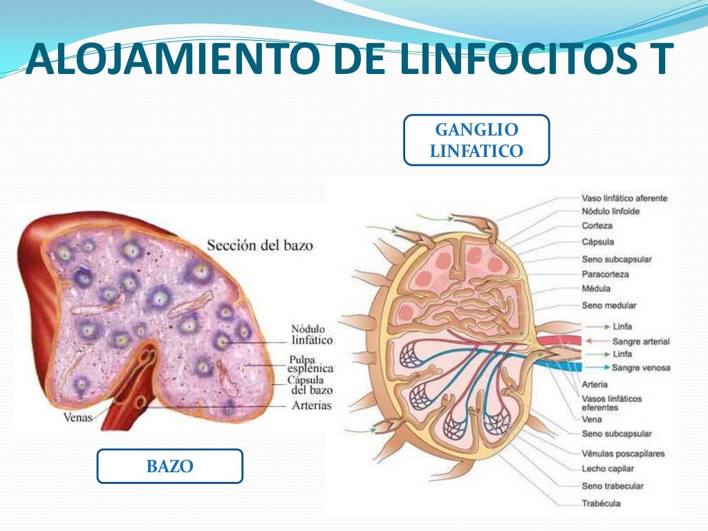 Activación de linfocitos T