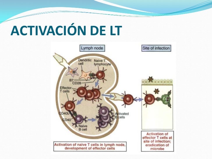 Activación de linfocitos T