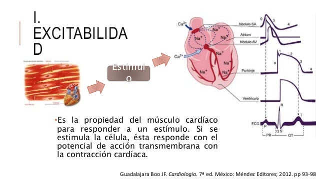 Activación eléctrica del corazón
