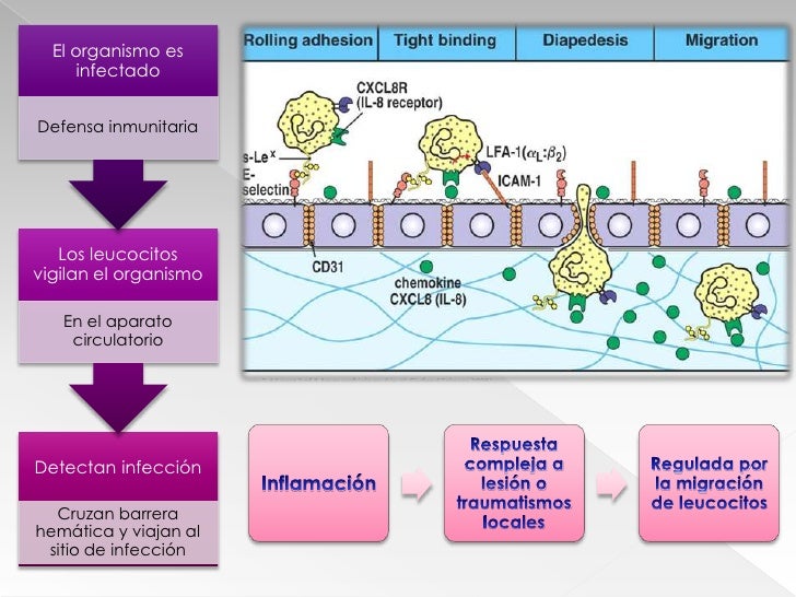 Activación y migración de leucocitos1mayra