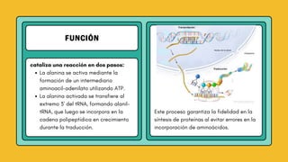 Activación de aminoácidos traducción biología molecular | PDF