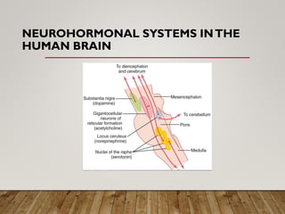 Activating driving systems of the brain | PDF