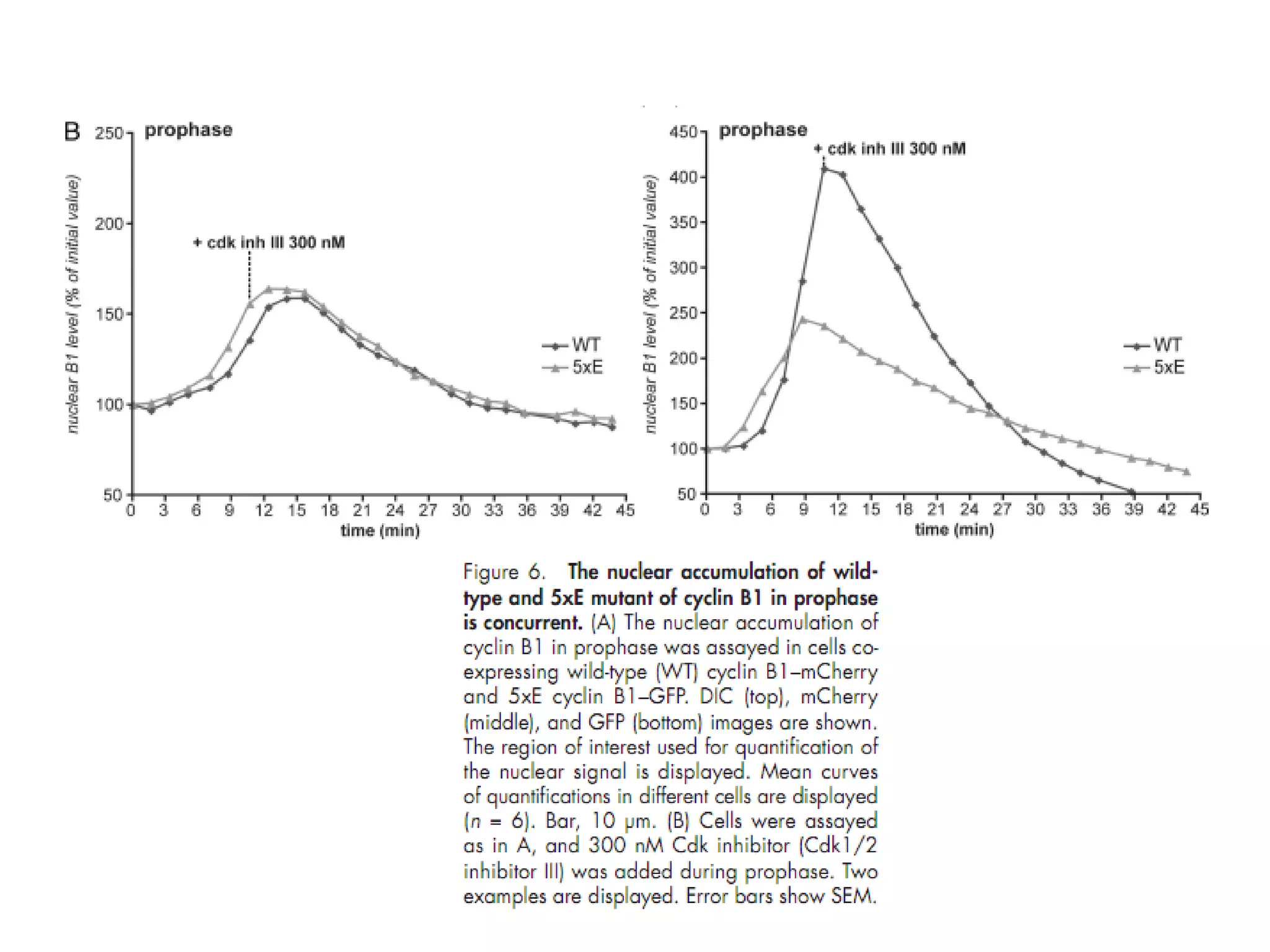 Activation of cyclin b1 cdk1 synchronizes events | PDF | Biological ...