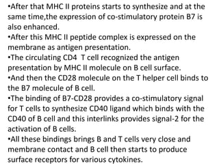 Activation and proliferating of B cell.pptx | Genetics | Science