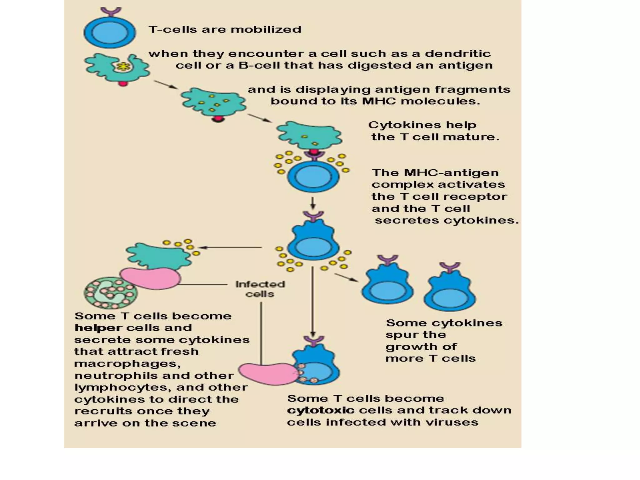 Activation and proliferating of B cell.pptx