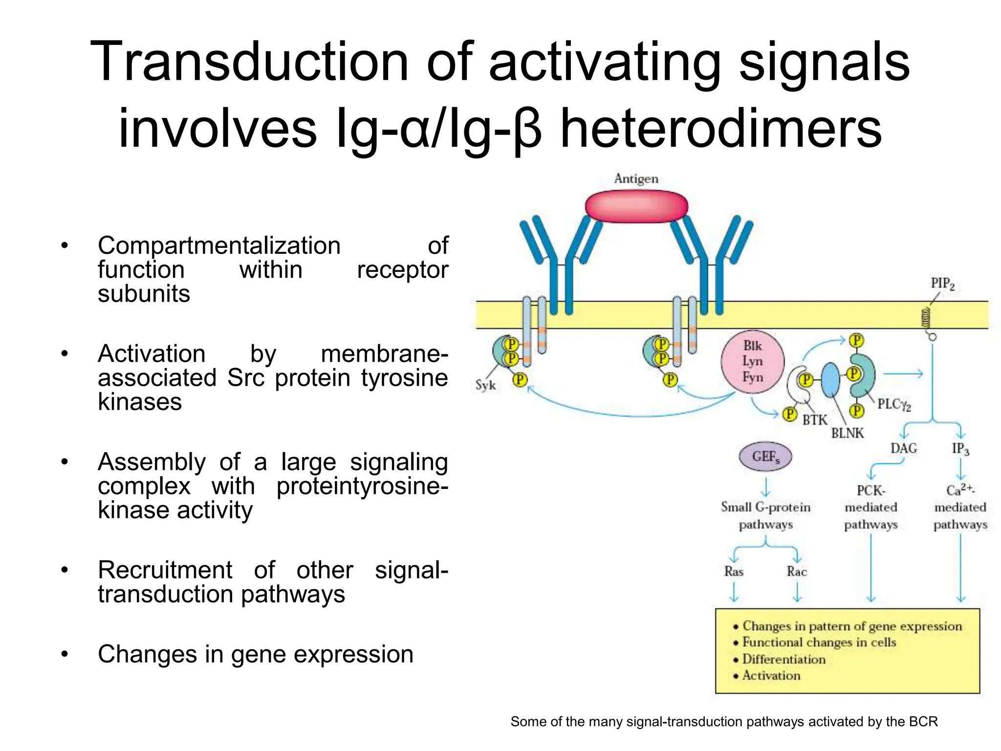 Activation of B Cells.ppt