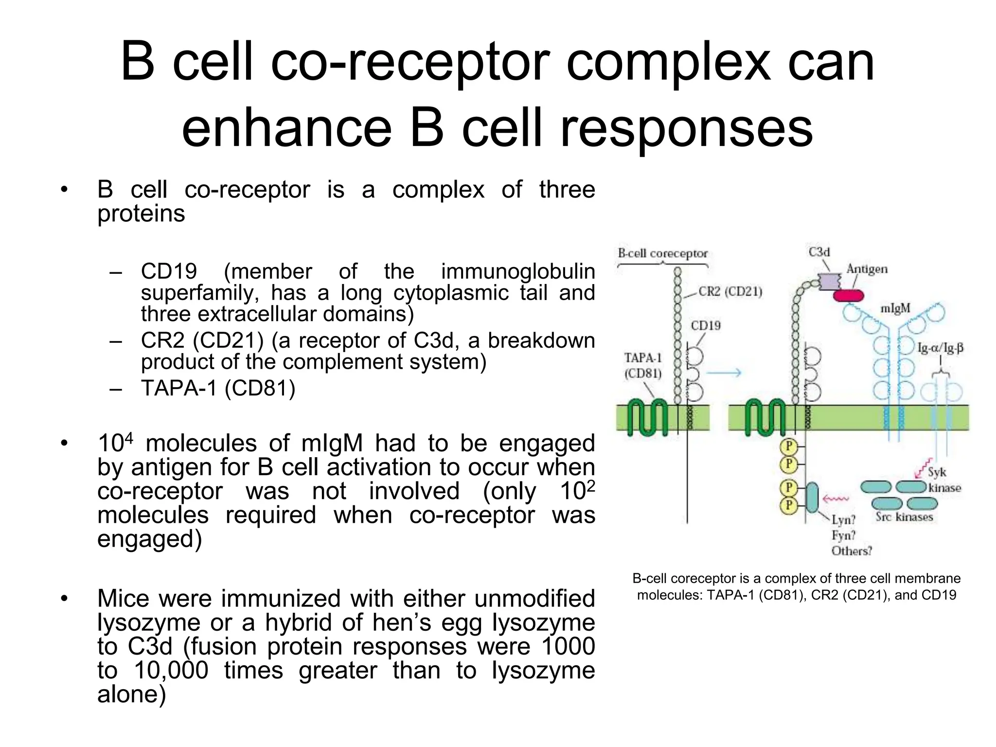 Activation of B Cells.ppt