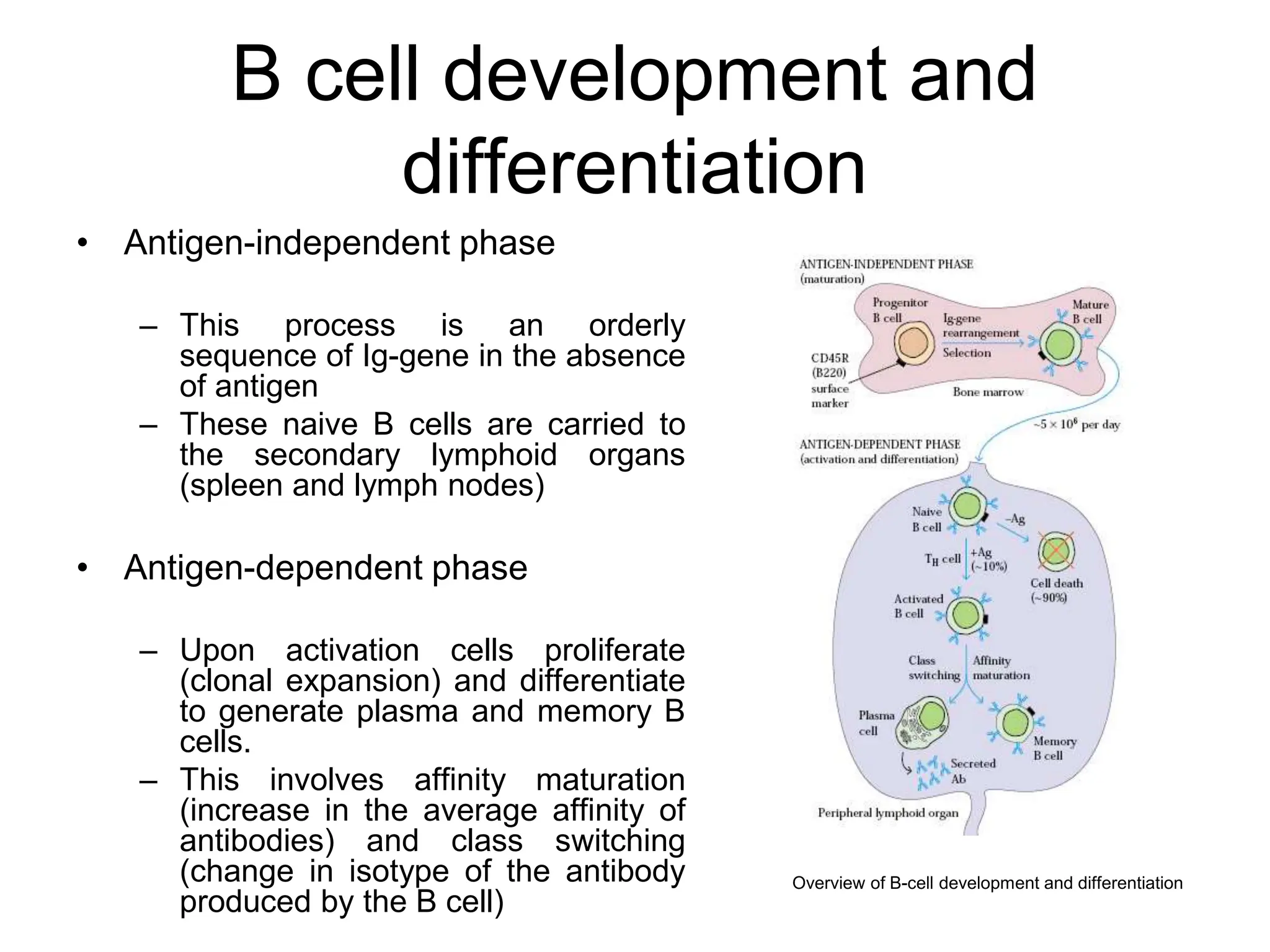 Activation of B Cells.ppt