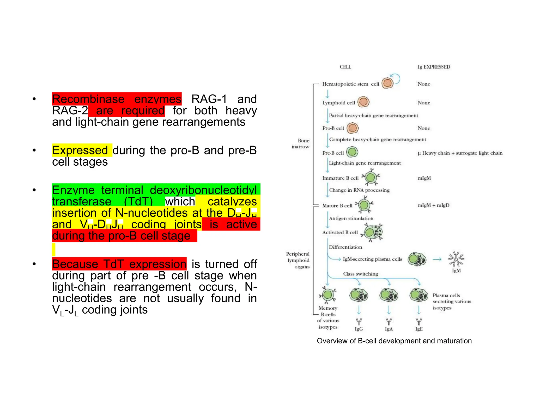 Activation of B Cells.ppt