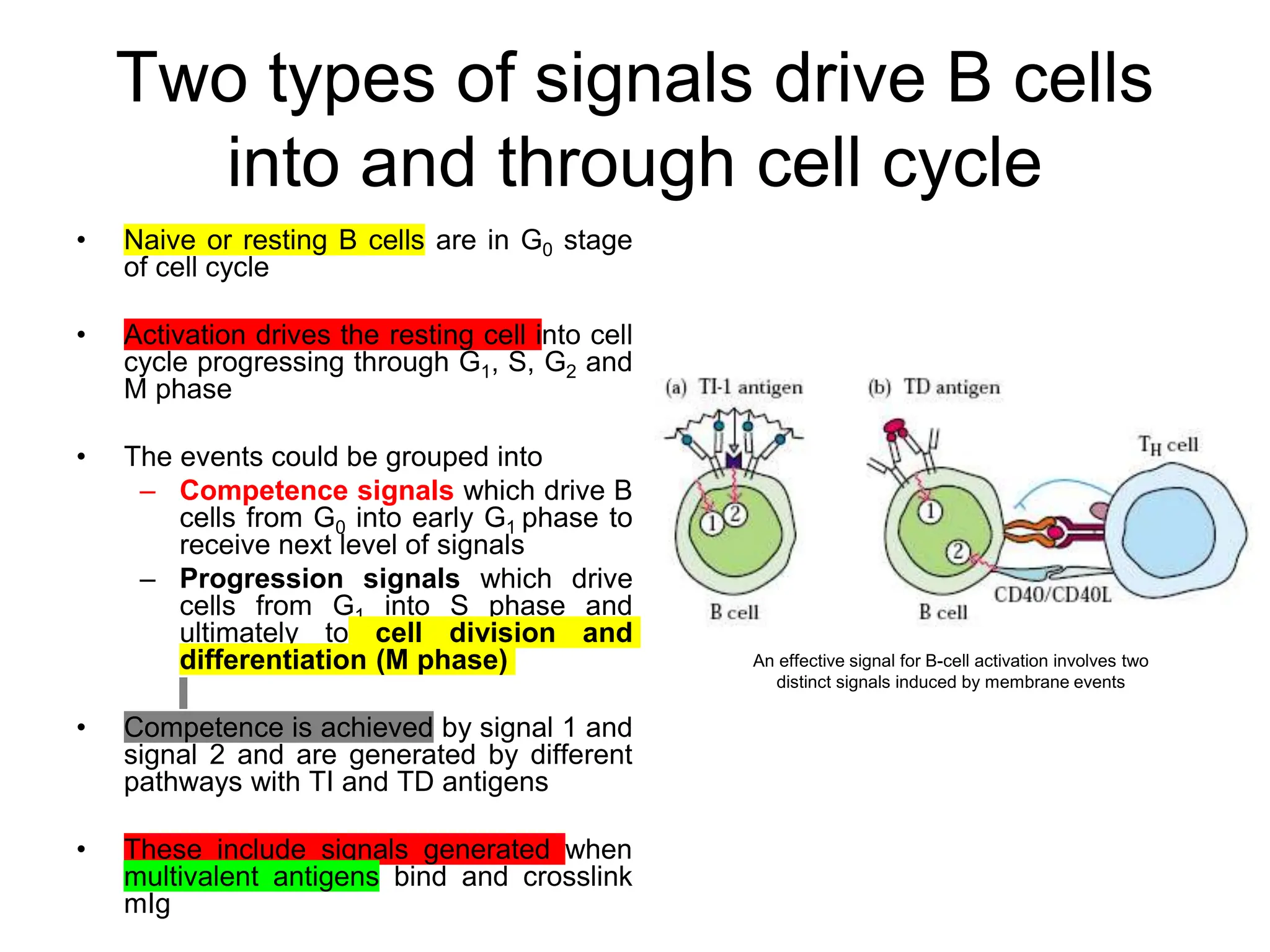 Activation of B Cells.ppt