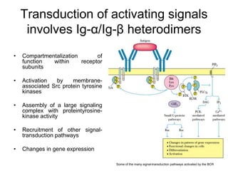 Activation of B Cells.ppt