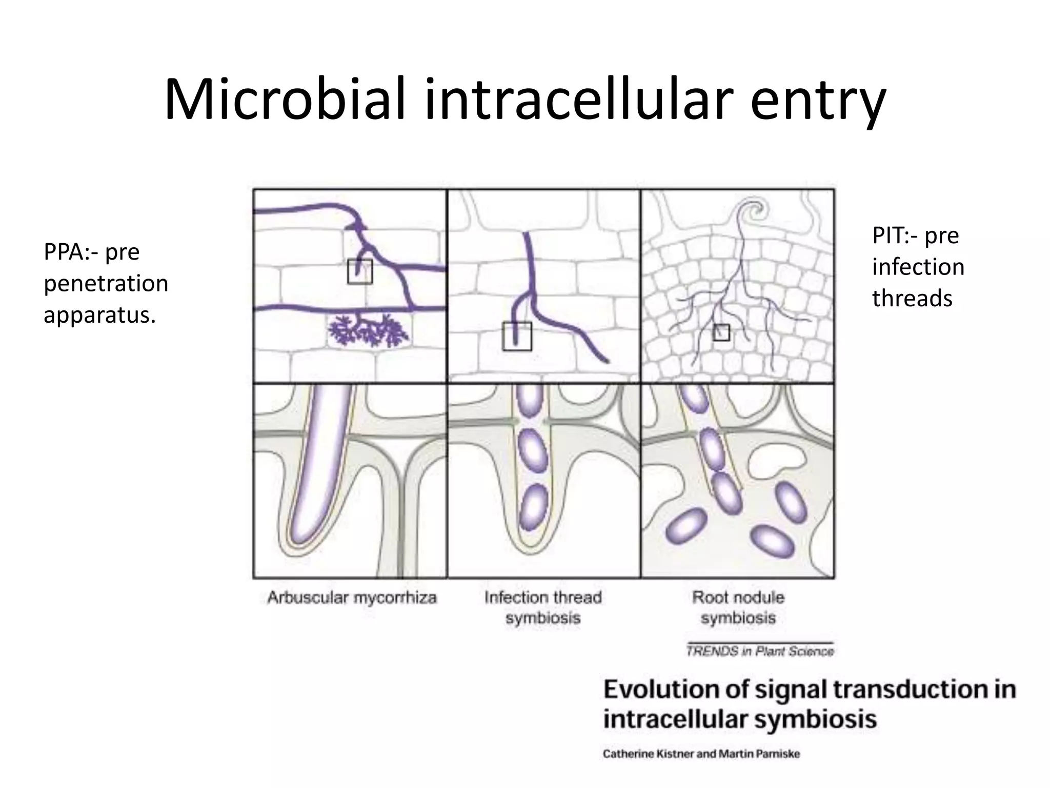 Activation of calcium and calmodulin dependent protein | PPTX