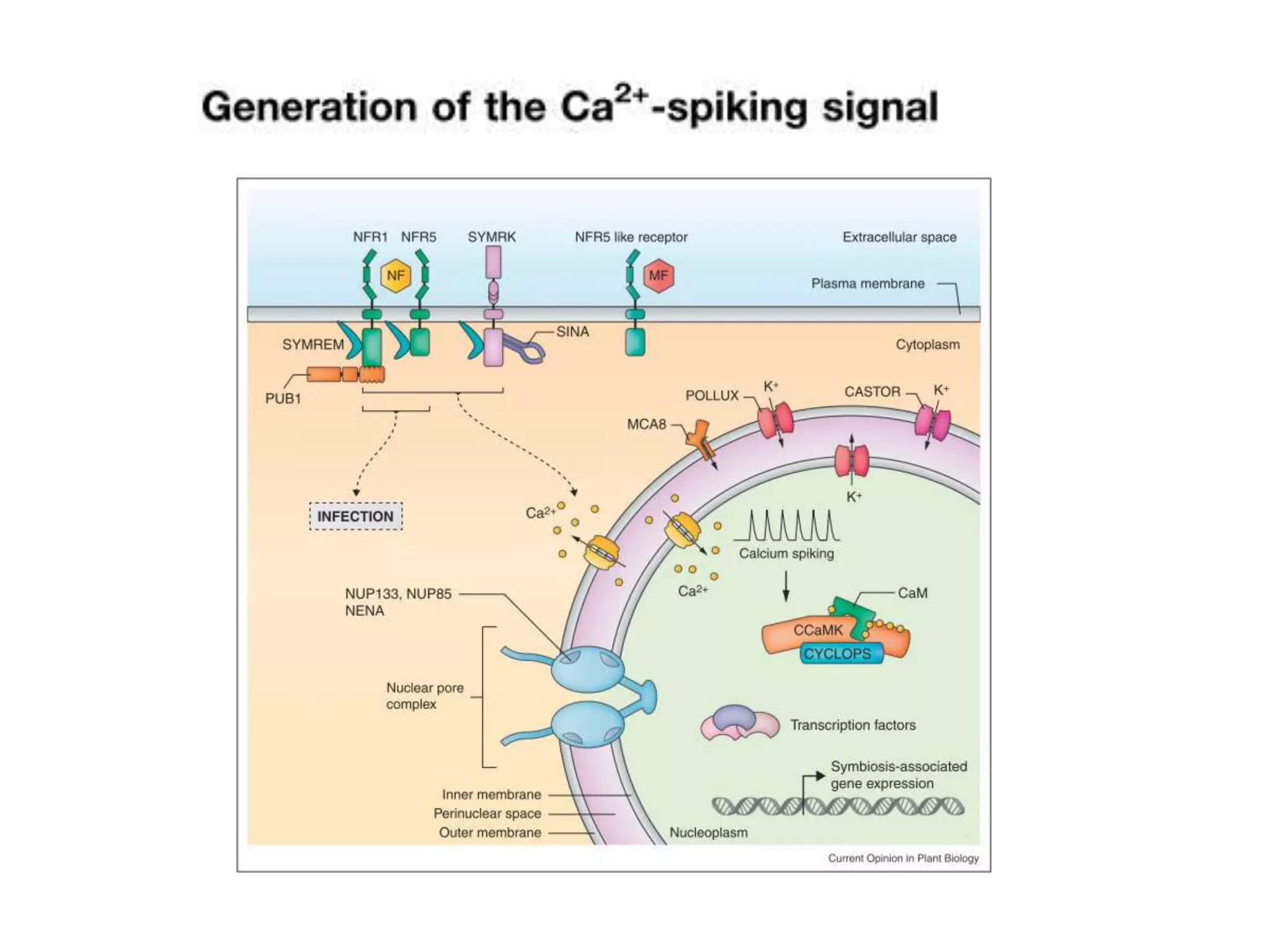 Activation of calcium and calmodulin dependent protein | PPTX