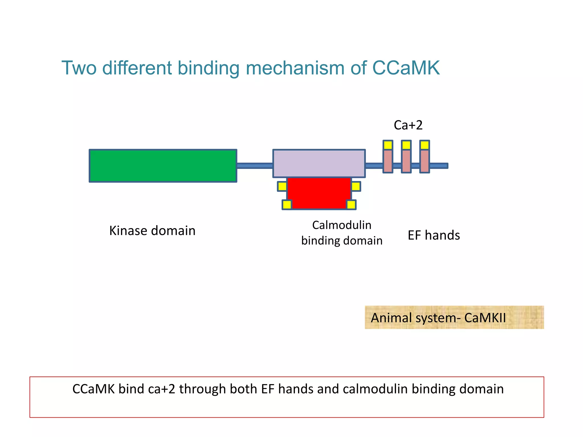 Activation of calcium and calmodulin dependent protein | PPTX