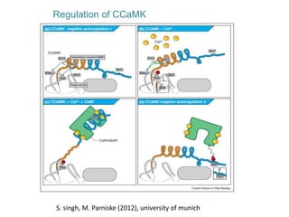 Activation of calcium and calmodulin dependent protein | PPTX