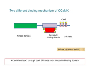 Activation of calcium and calmodulin dependent protein | PPTX