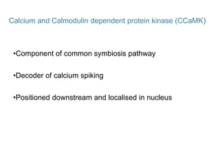 Activation of calcium and calmodulin dependent protein | PPTX