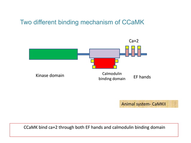 Activation of calcium and calmodulin dependent protein | PPTX ...
