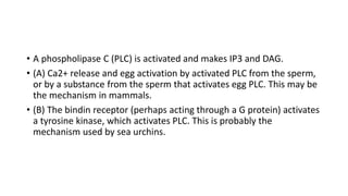 Activation of egg metabolism | PPTX