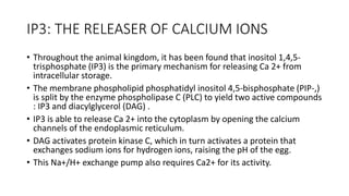 Activation of egg metabolism | PPTX
