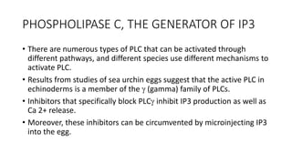 Activation of egg metabolism | PPTX