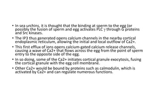 Activation of egg metabolism | PPTX