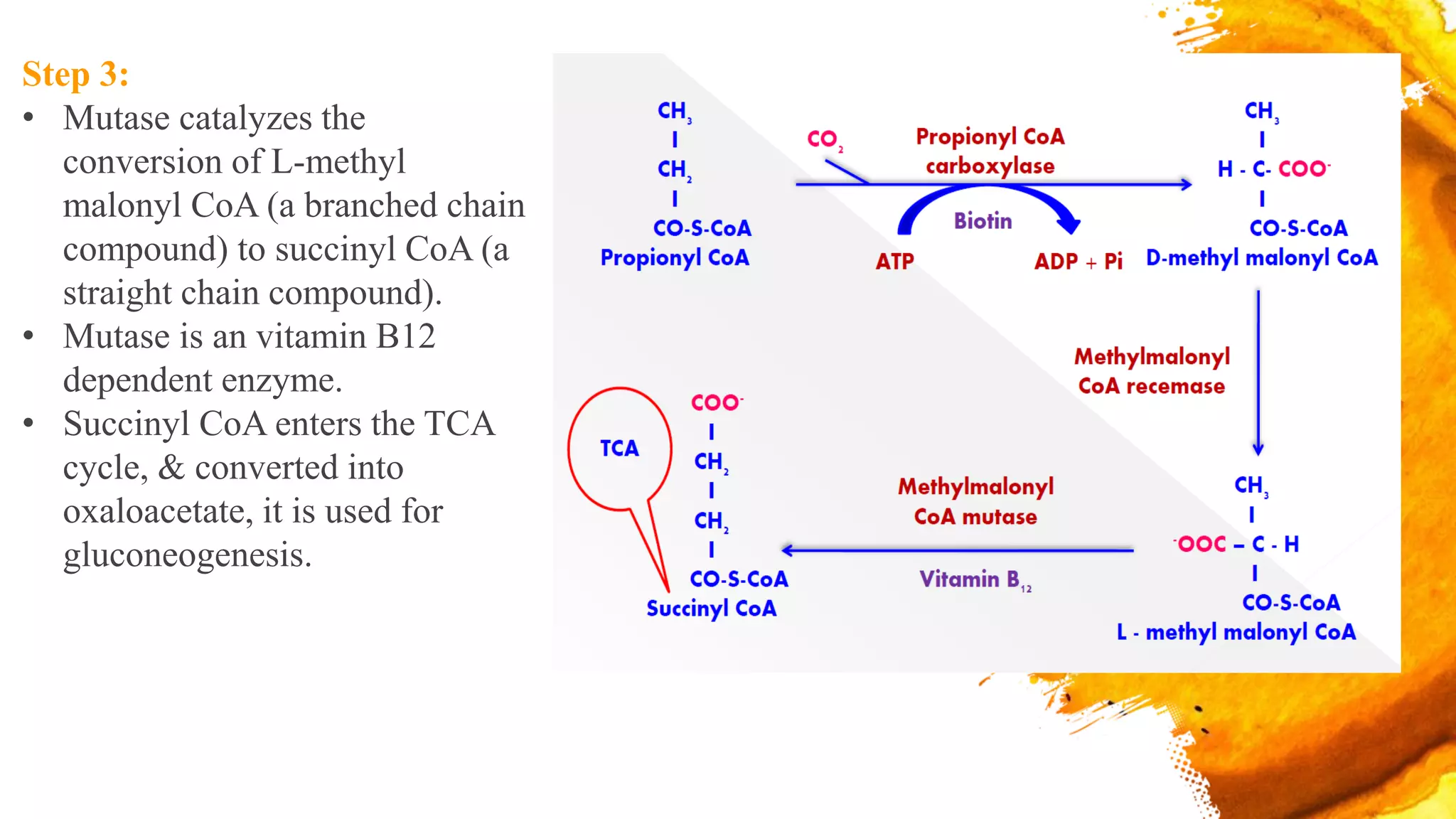 lipid metabolism (Activation of fatty acid ,oxidation of fatty acids) | PDF