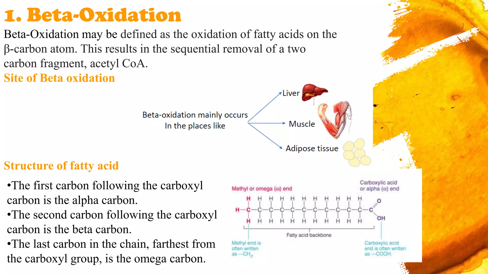 lipid metabolism (Activation of fatty acid ,oxidation of fatty acids) | PDF