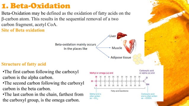 lipid metabolism (Activation of fatty acid ,oxidation of fatty acids ...