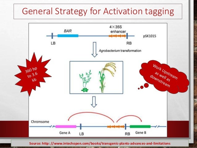 Activation tagging in plants