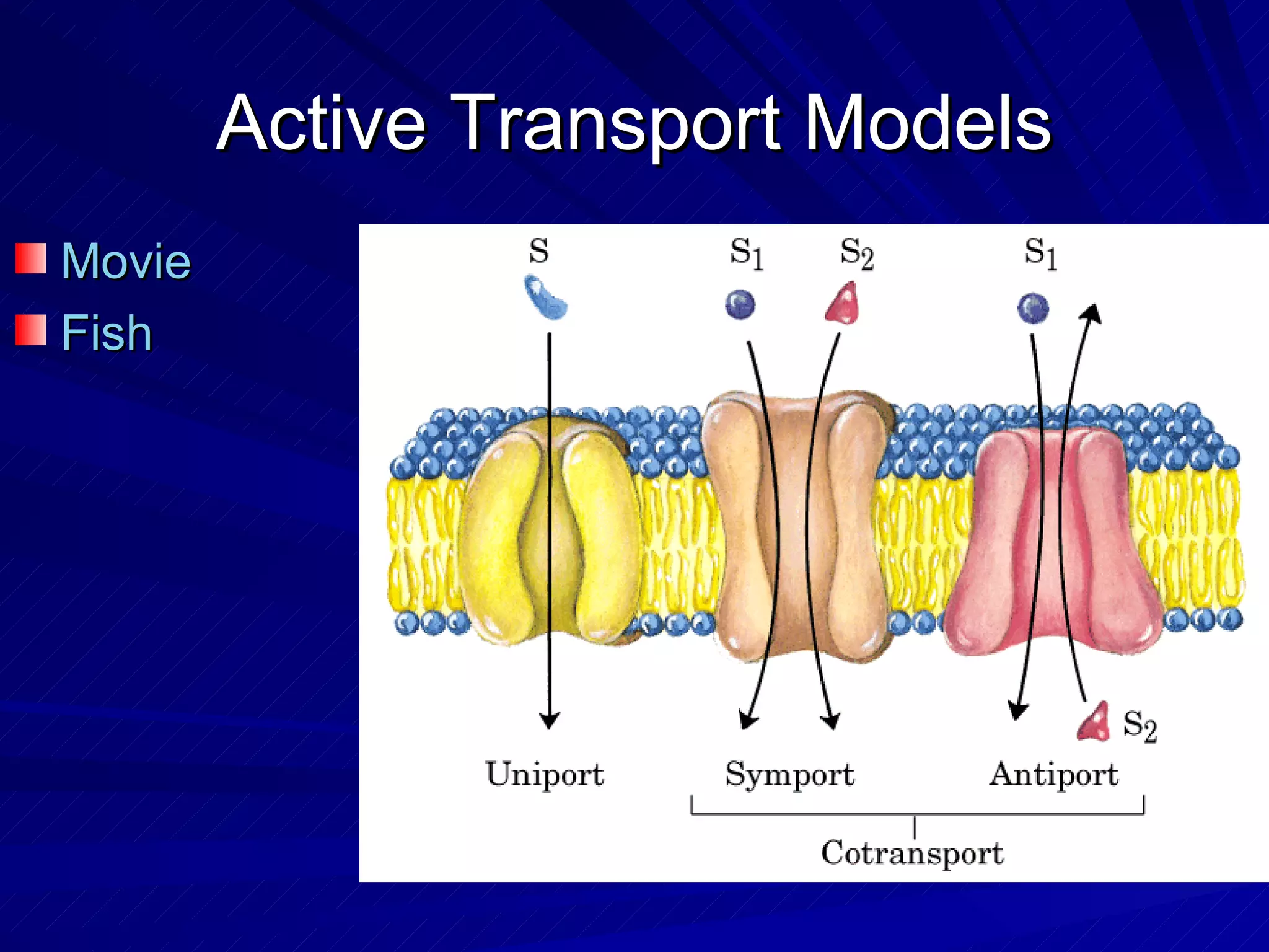 Active Transport | PPT